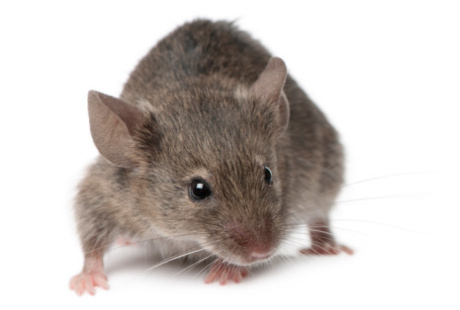 Gejala & Cara Pencegahan Leptospirosis (Penyakit Kencing Tikus ...